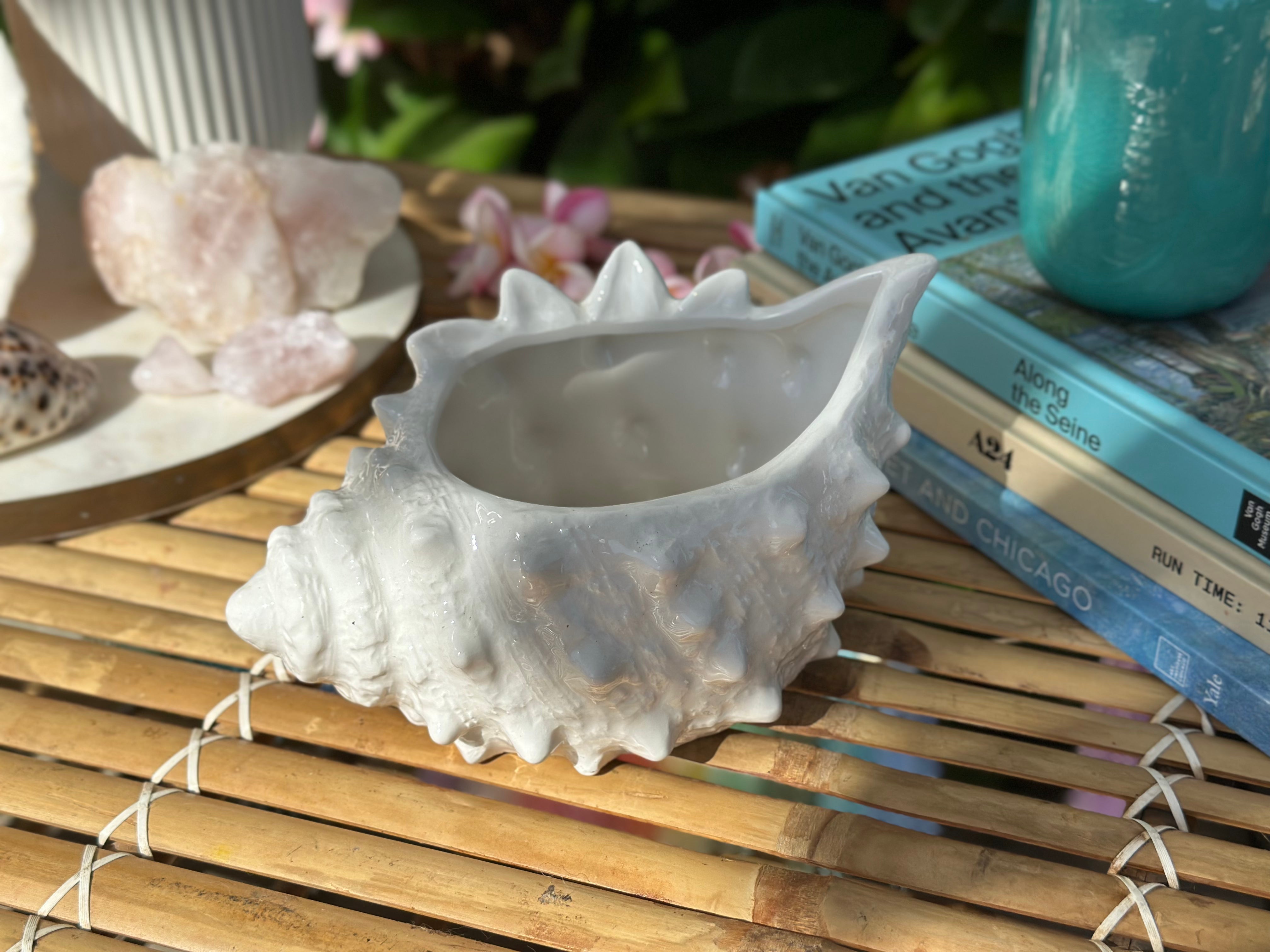 Conch Shell – Dove's Plants