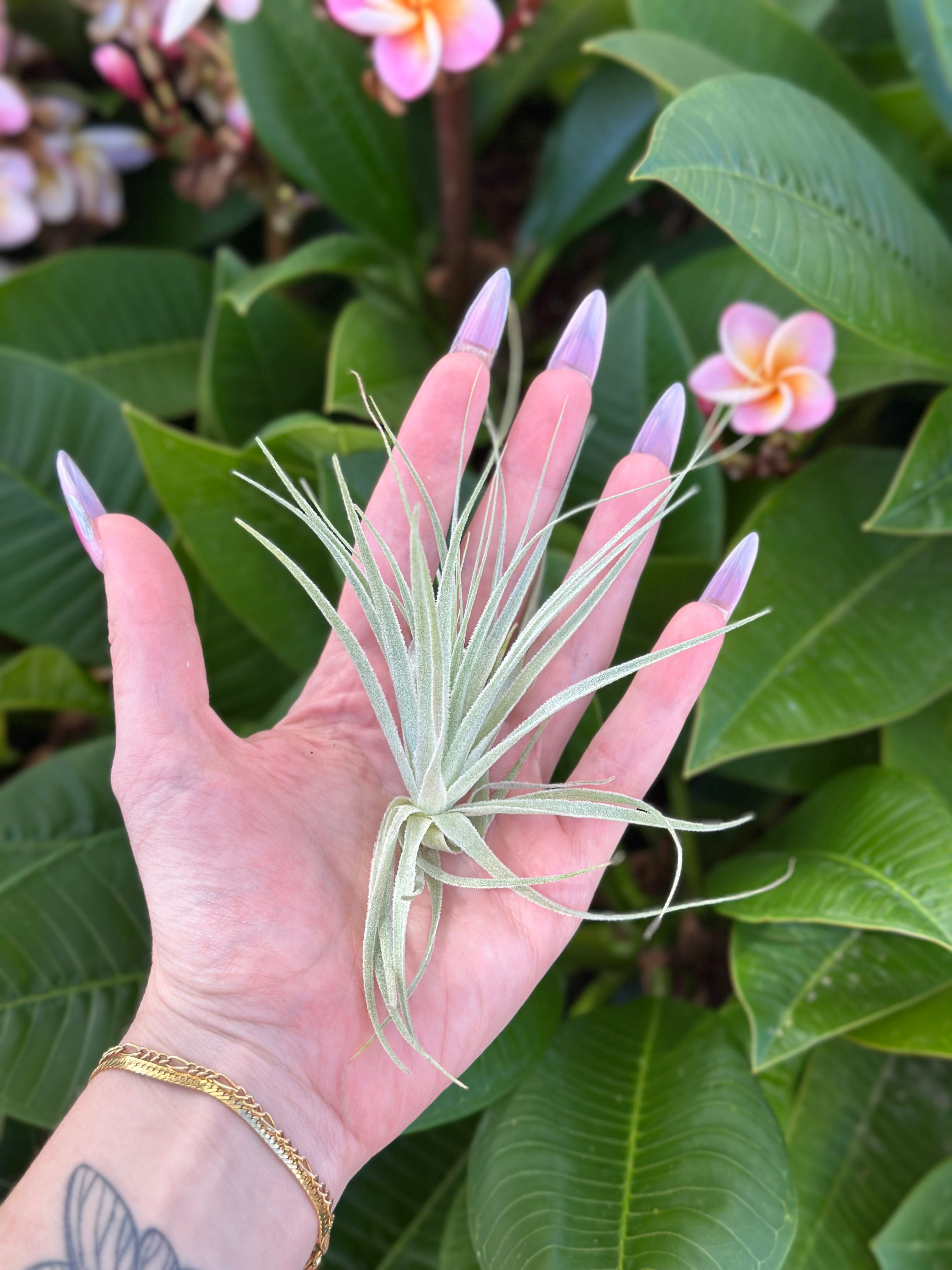 Tillandsia gardneri – Dove's Plants